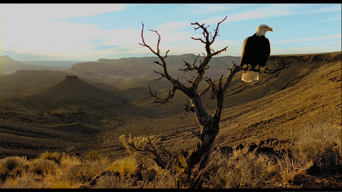 Image of Winged Migration