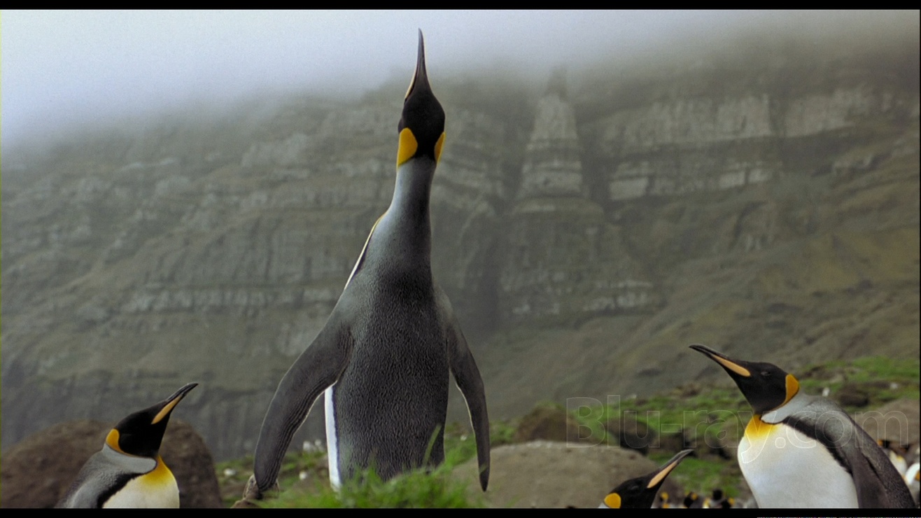 Picture of Winged Migration