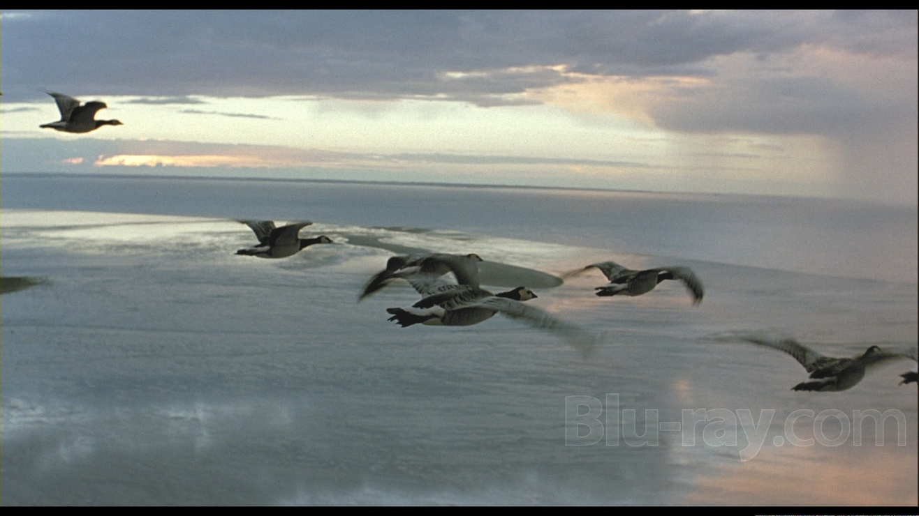 Picture of Winged Migration