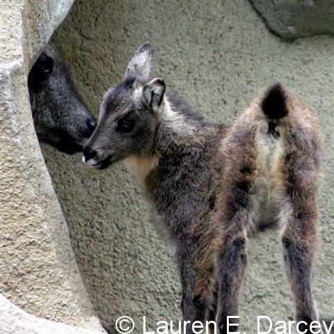 Baby Japanese Serow