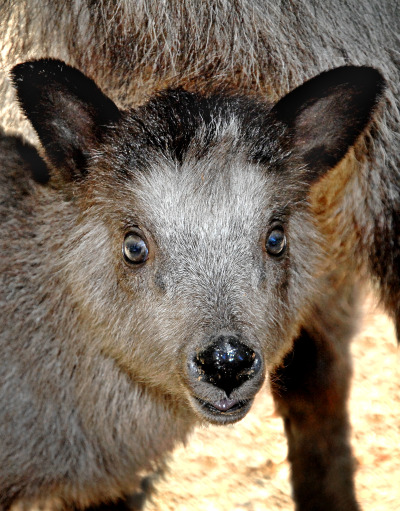 Baby Japanese Serow