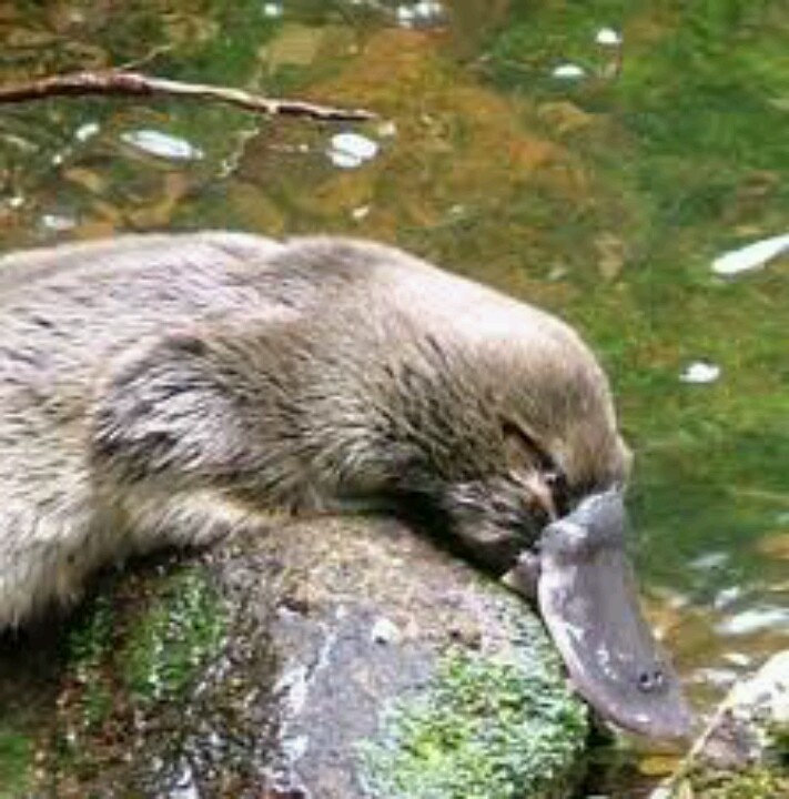 Platypus resting on a rock