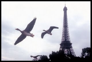 Winged Migration picture