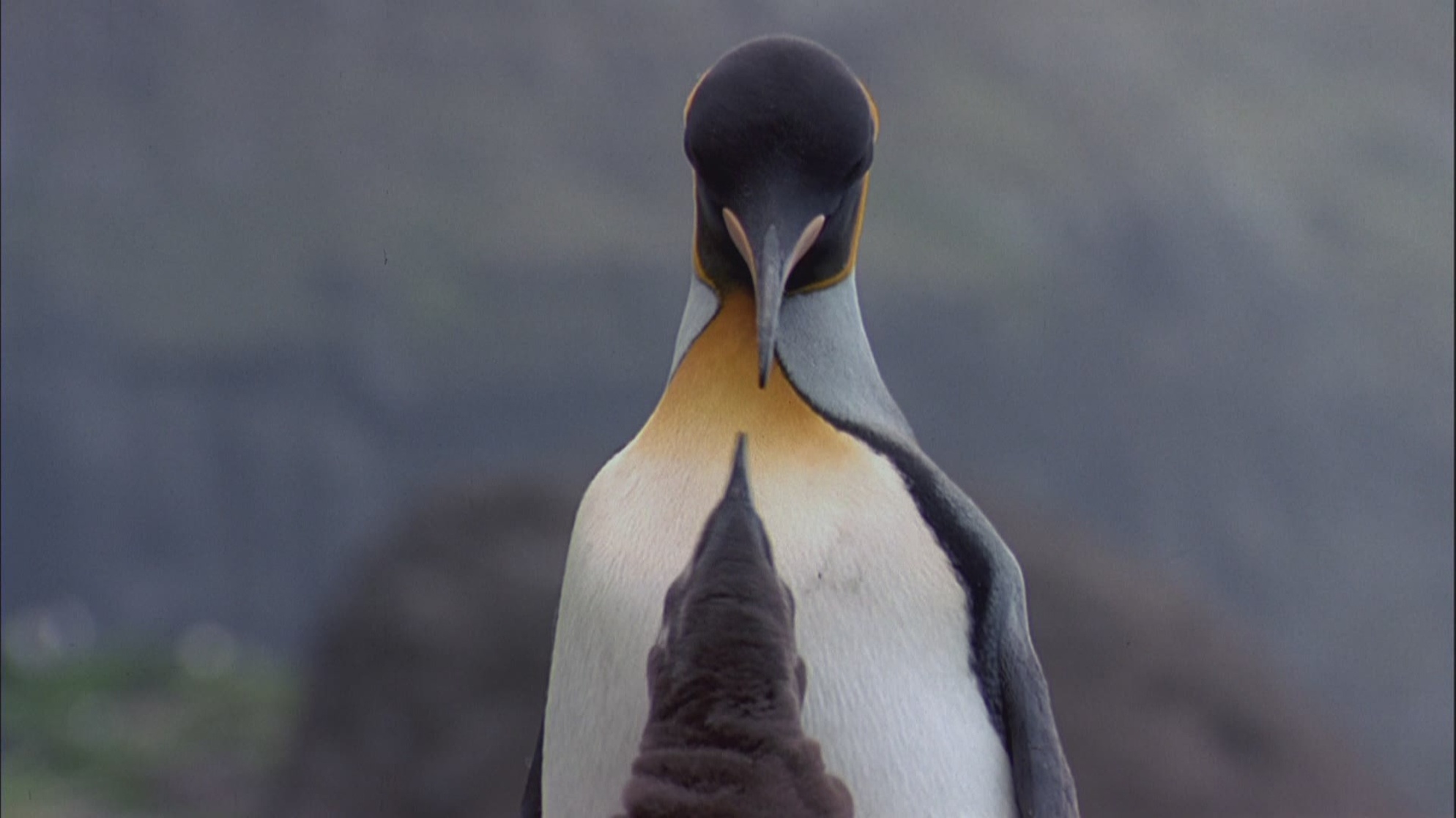 Picture of Winged Migration