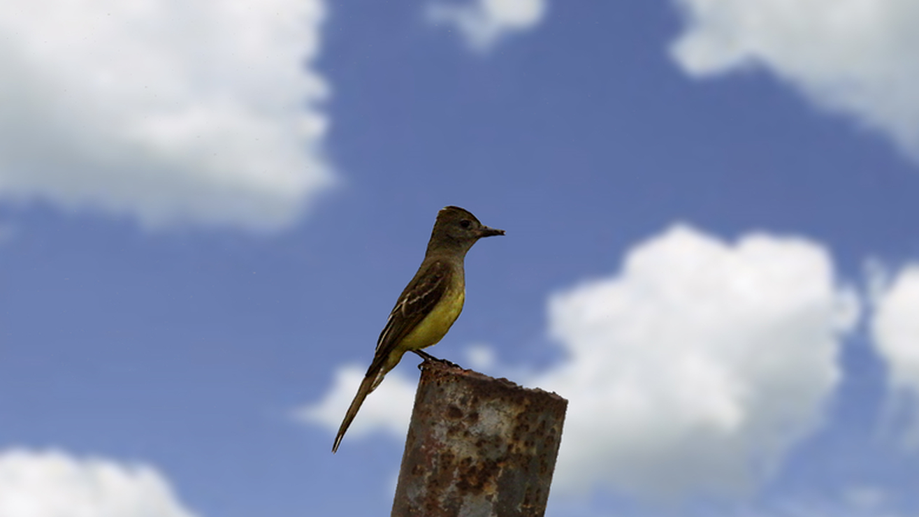 Picture of Winged Migration