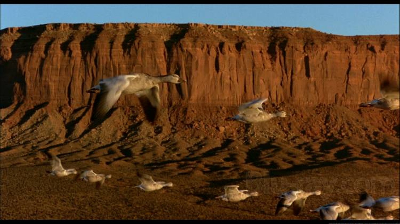 Picture of Winged Migration