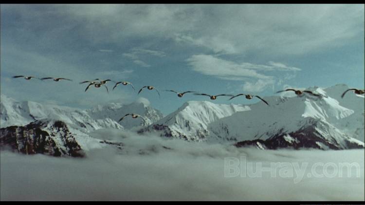 Picture of Winged Migration