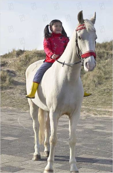 Picture of Het paard van Sinterklaas