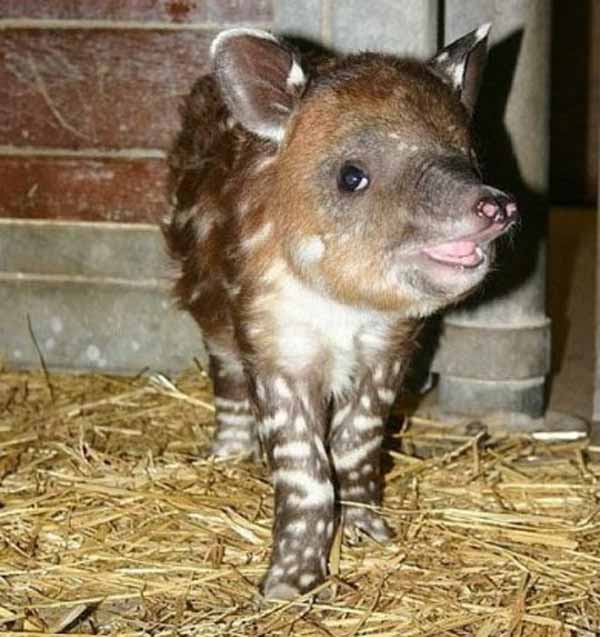 Baby Pygmy Tapir