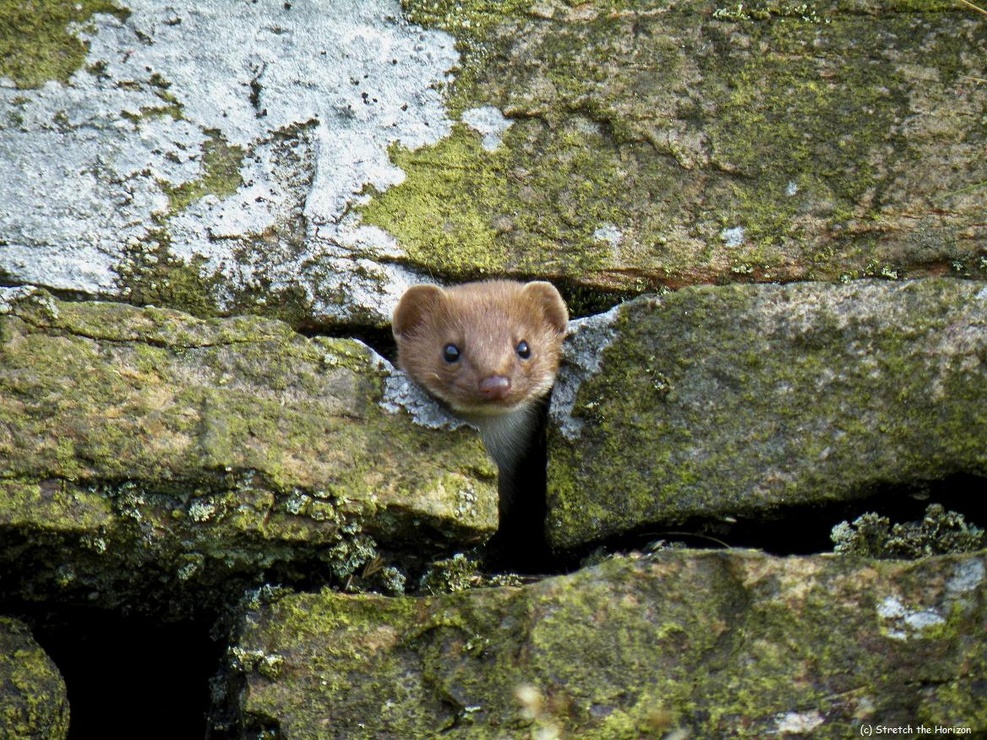 Stoat