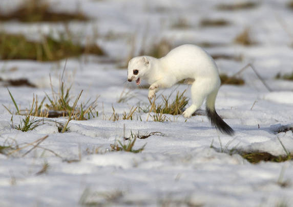 Stoat in its winter coat (known as Ermine)