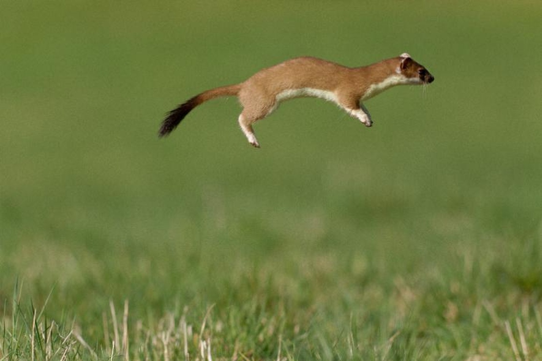 Stoat leaping