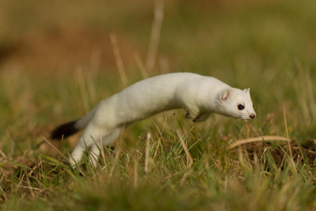 Stoat hunting in its winter coat