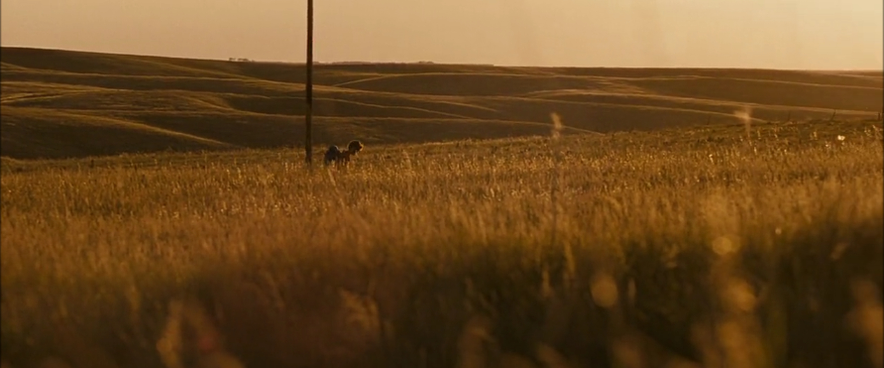 Picture of Into the Wild