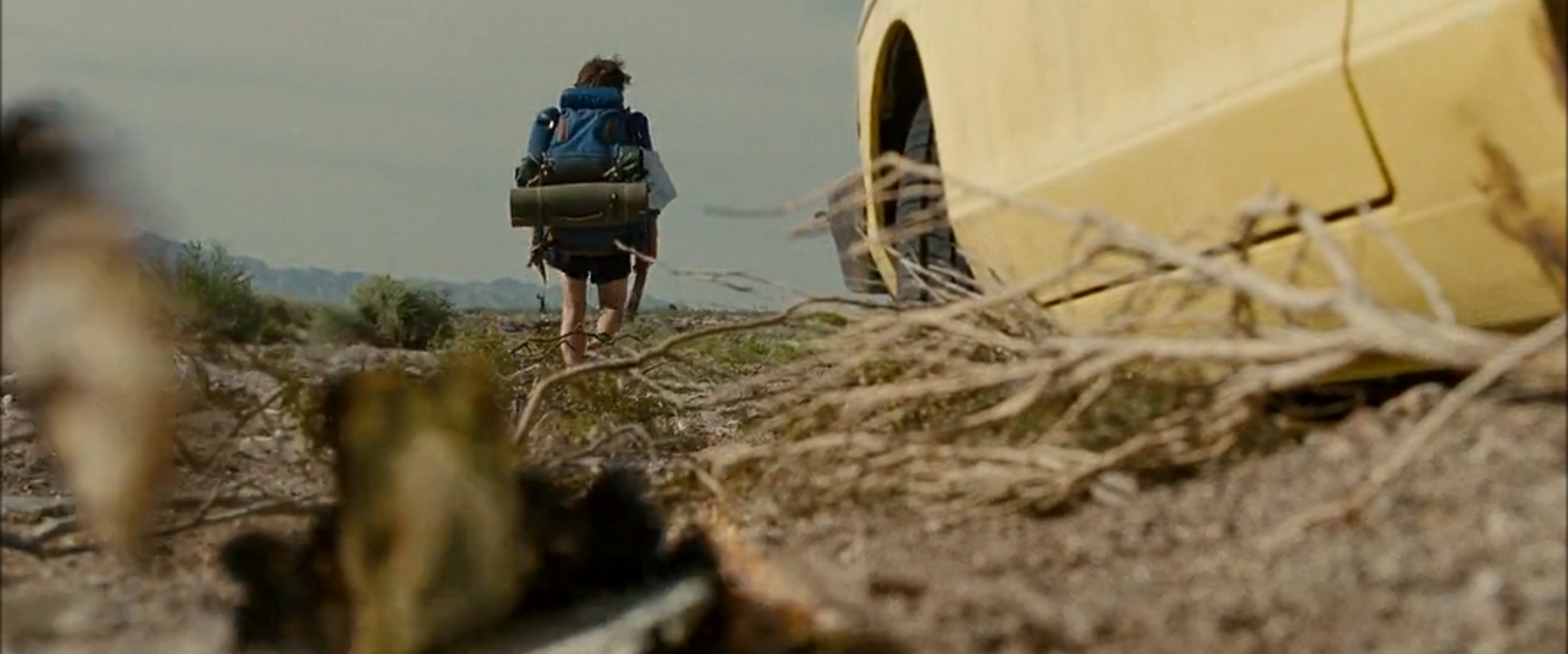 Picture of Into the Wild