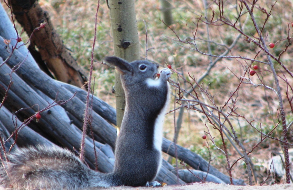 Abert's Squirrel