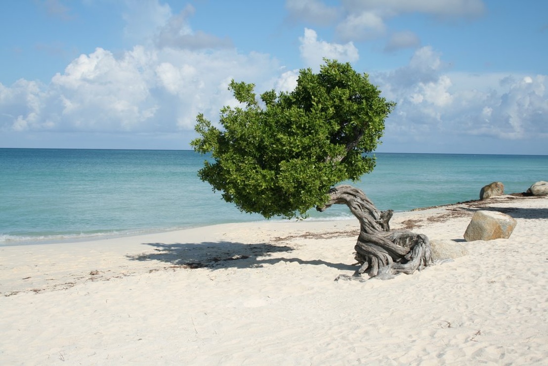 Divi Divi tree, Aruba