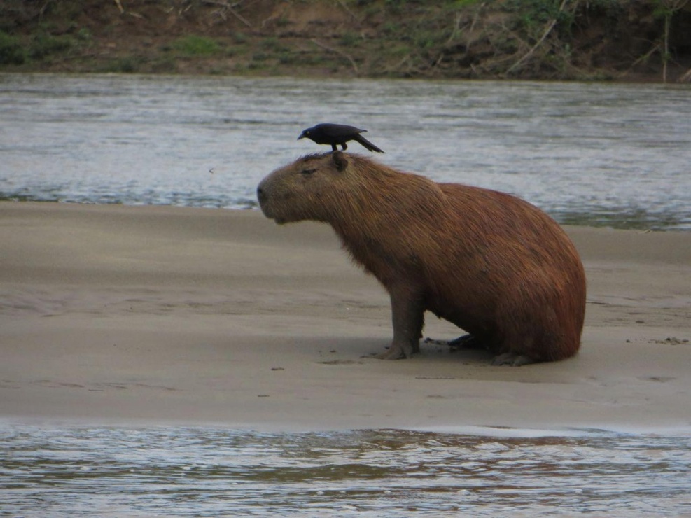 Capybara & Crow