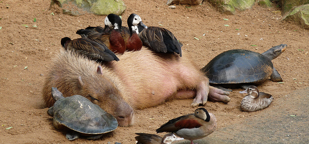 Capybara with Ducks & Turtles