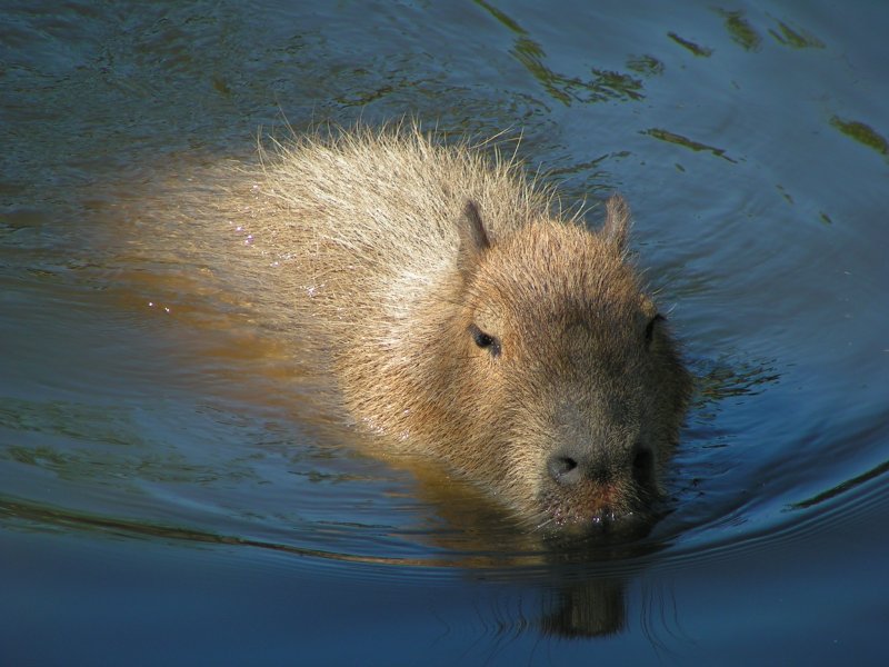 Capybara swimming