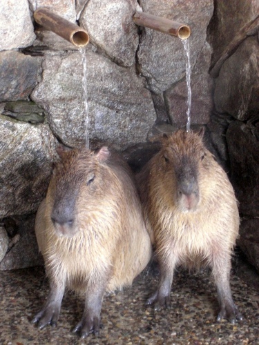 Capybaras taking a shower