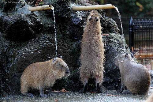 Capybaras taking a shower