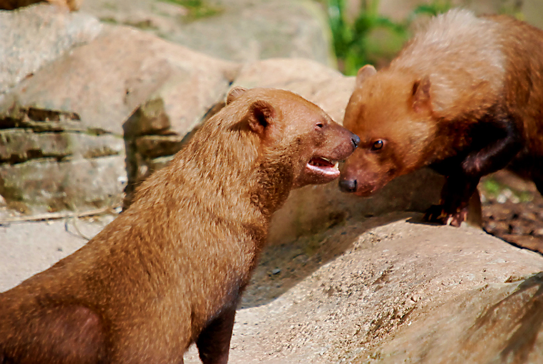 Bush Dogs