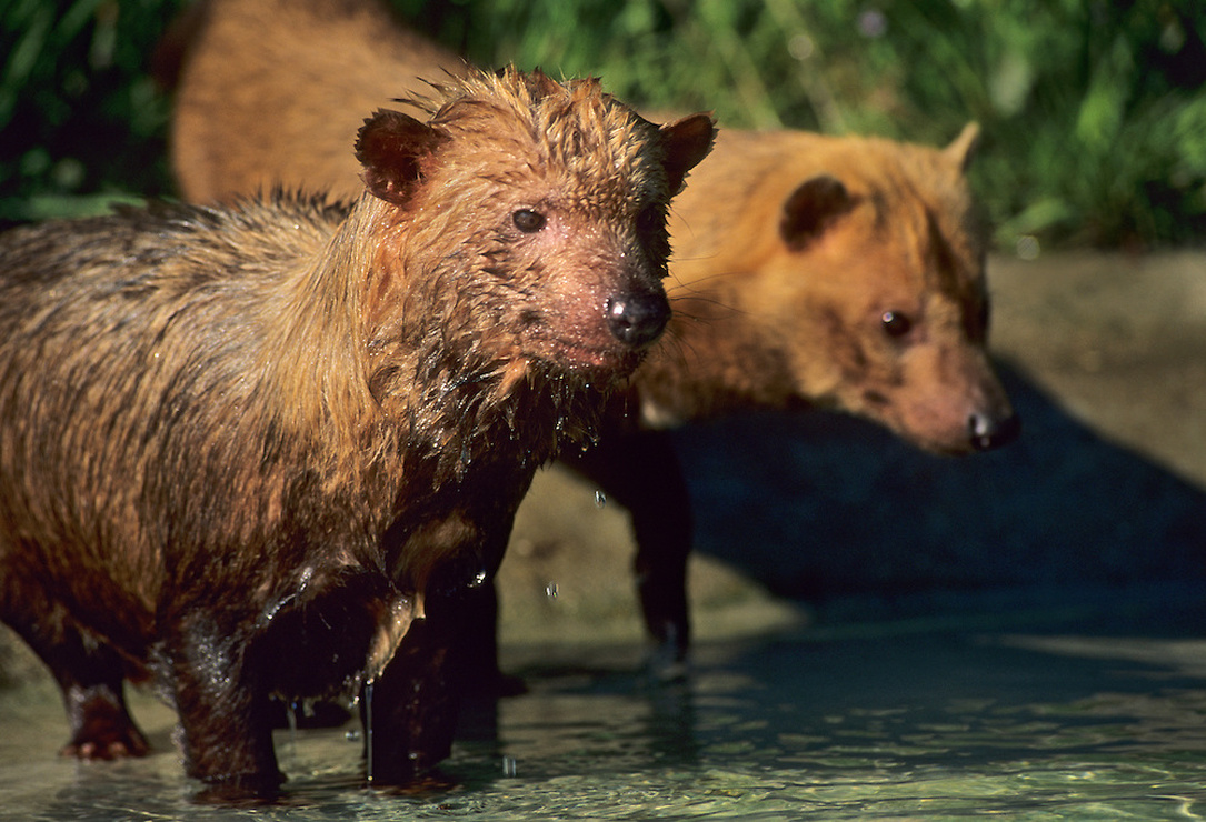 Bush Dogs