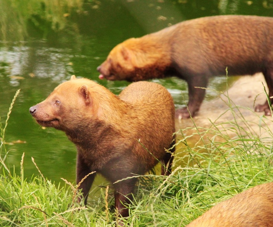 Bush Dogs