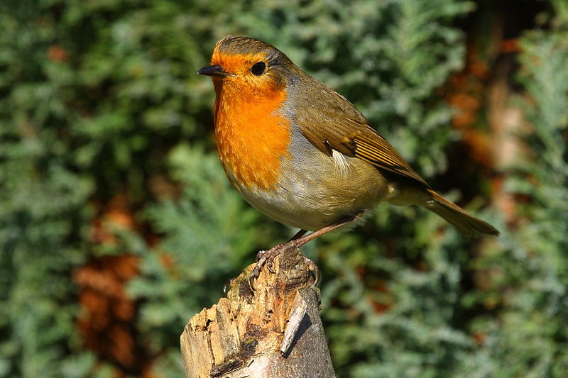 European Robin