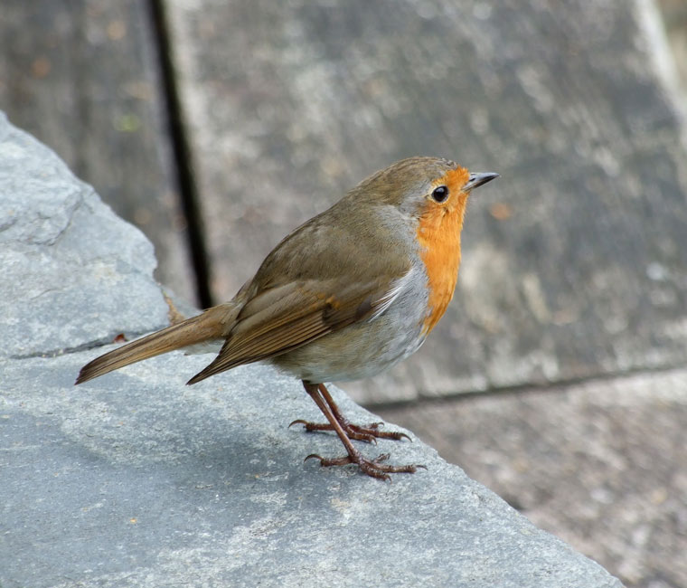European Robin