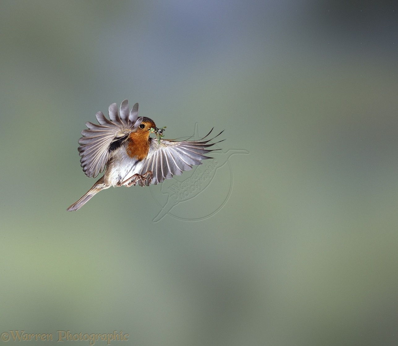 European Robin in flight carrying insects