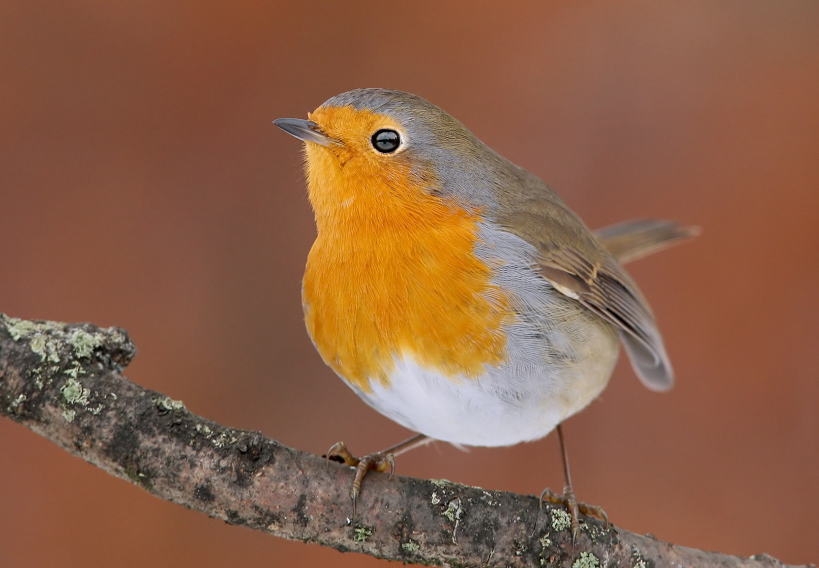 European Robin