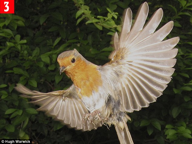 European Robin in flight