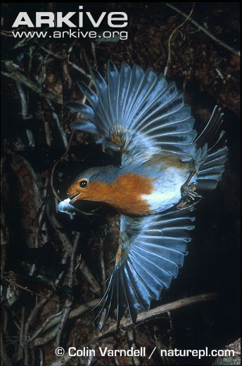 European Robin in flight