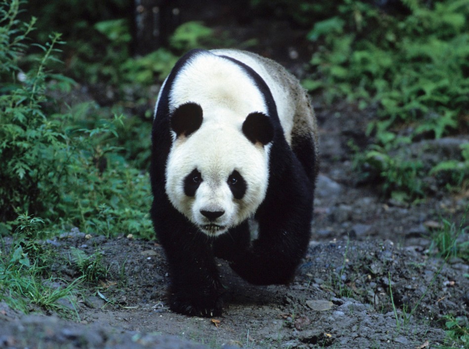 Giant Panda walking