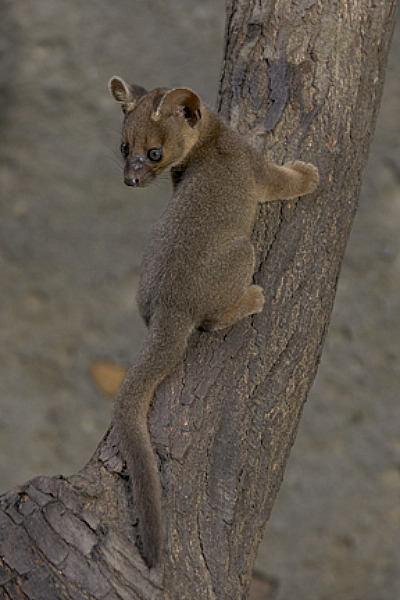 Baby Fossa climbing a tree