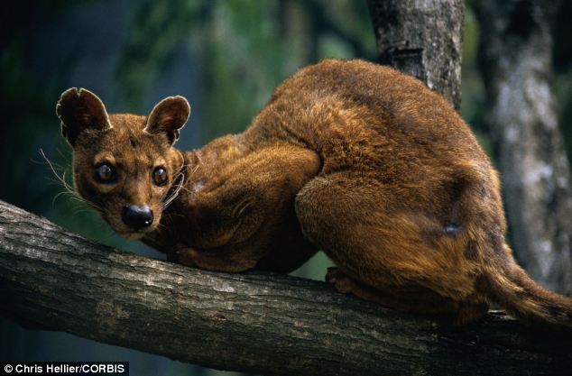 Fossa