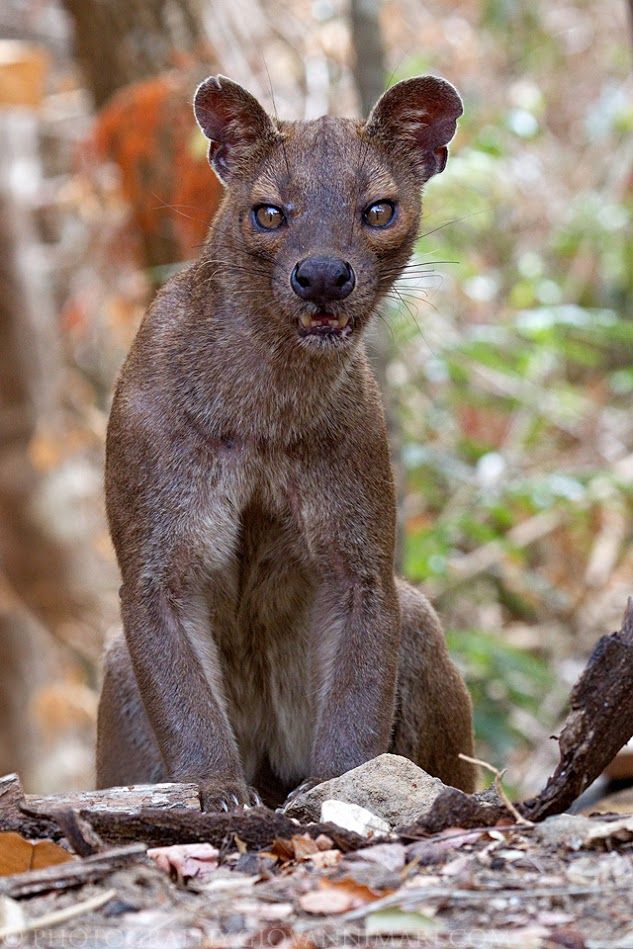 Fossa