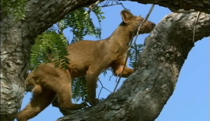 Fossa in a tree