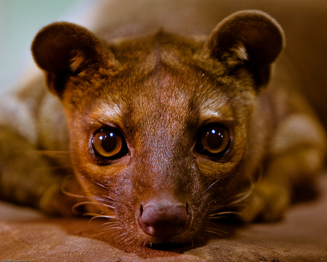 Fossa
