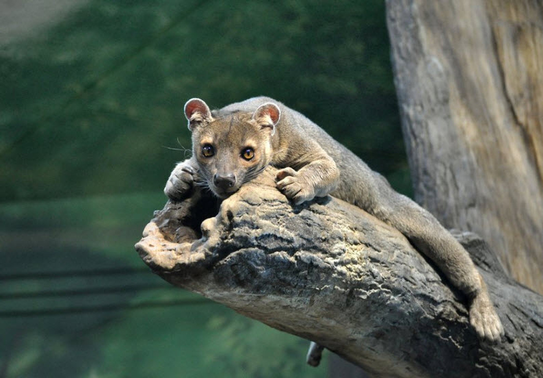 Fossa resting on a tree