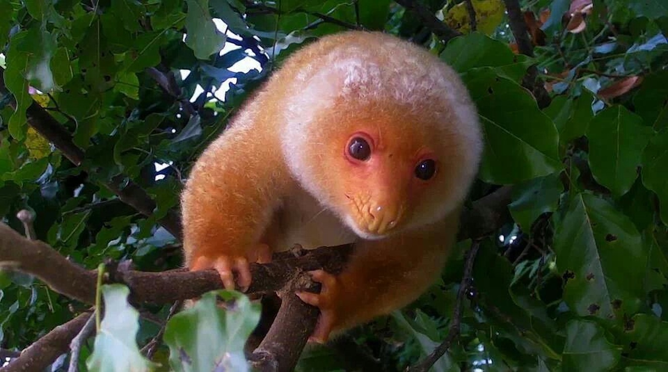 Common Spotted Cuscus