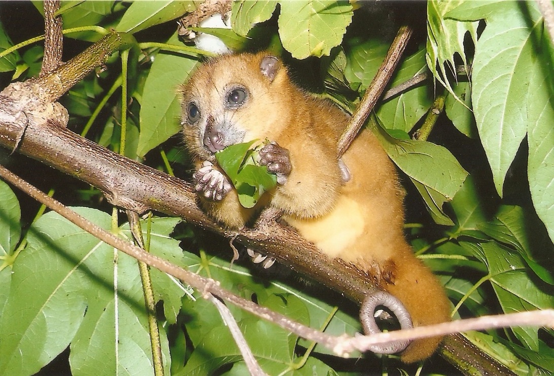 Banggai Cuscus