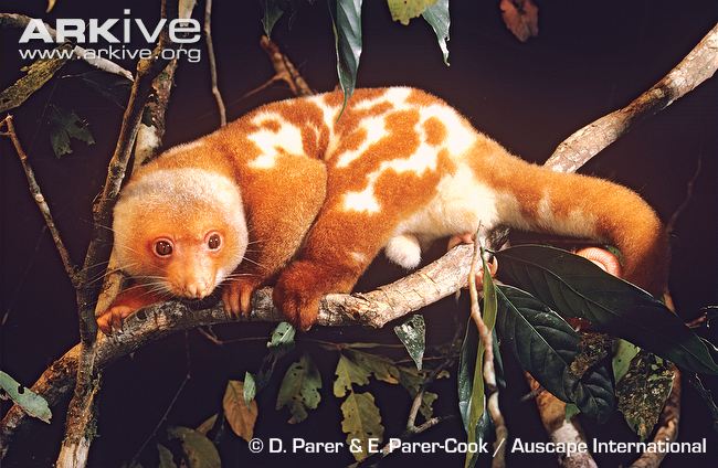Common Spotted Cuscus