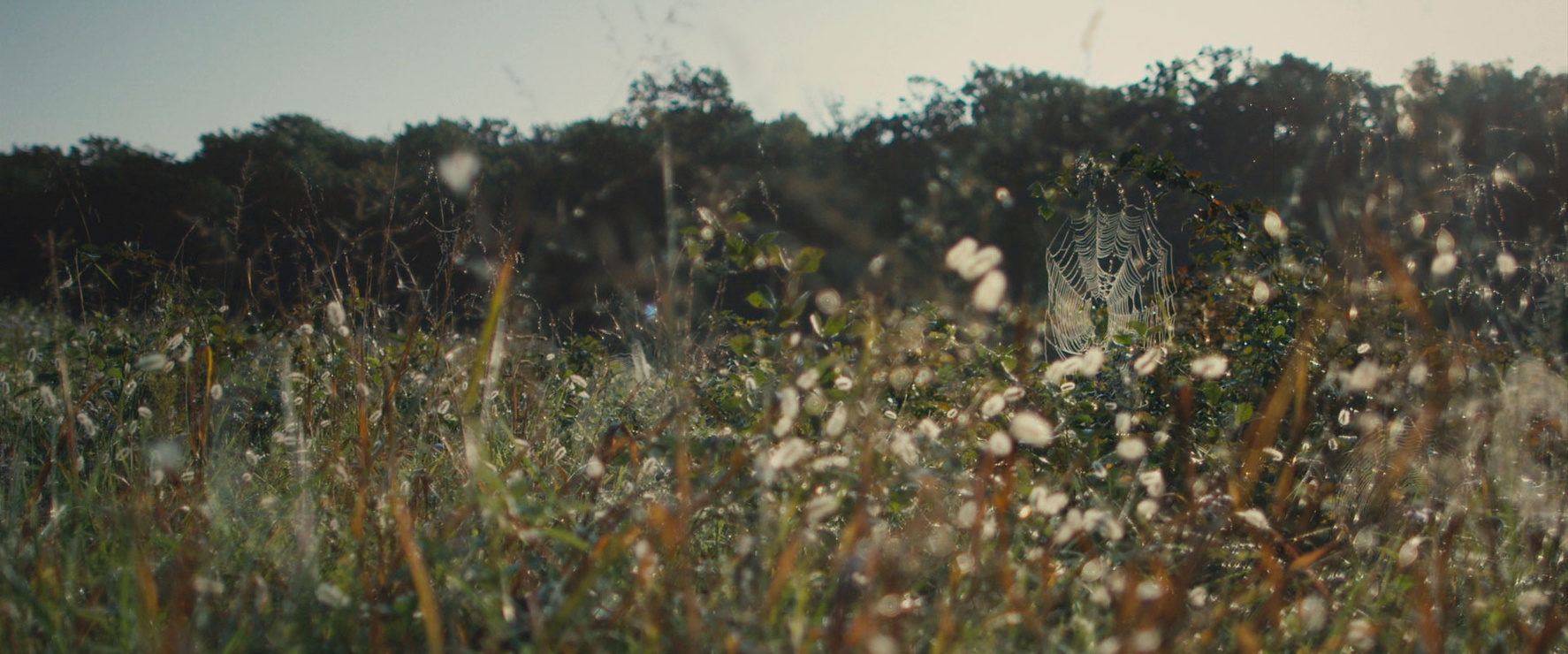 Picture of Blue Ruin