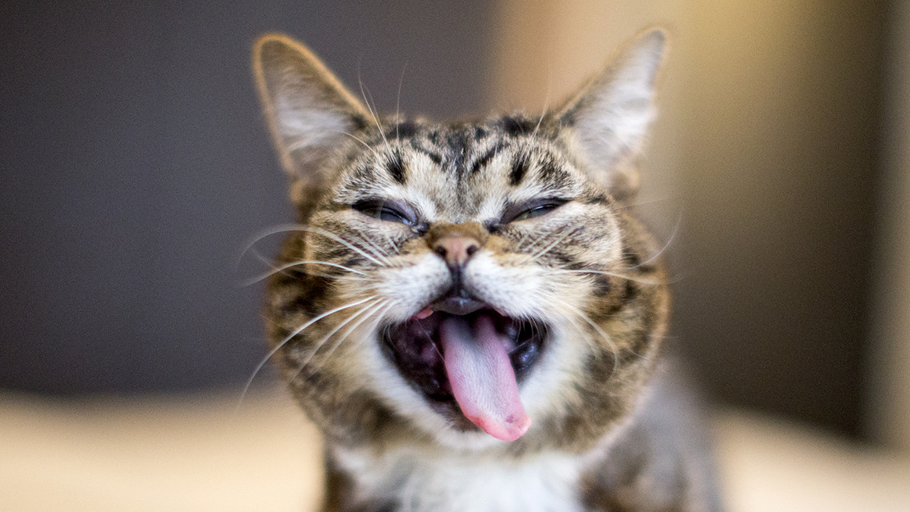 Picture of Lil Bub