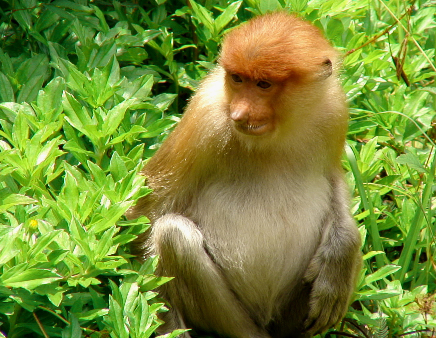 Young Female Proboscis Monkey