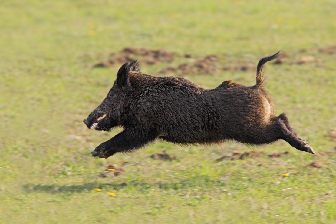 Wild Boar running