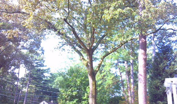 Picture of Excel Tree Care